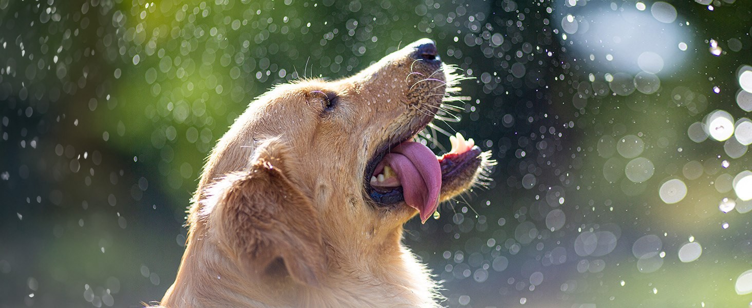 Fluffee 750ml Portable Dog Water Bottle Grey