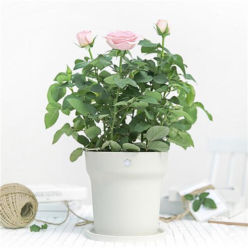 Original Xiaomi MI Intelligent Flower Pots - White